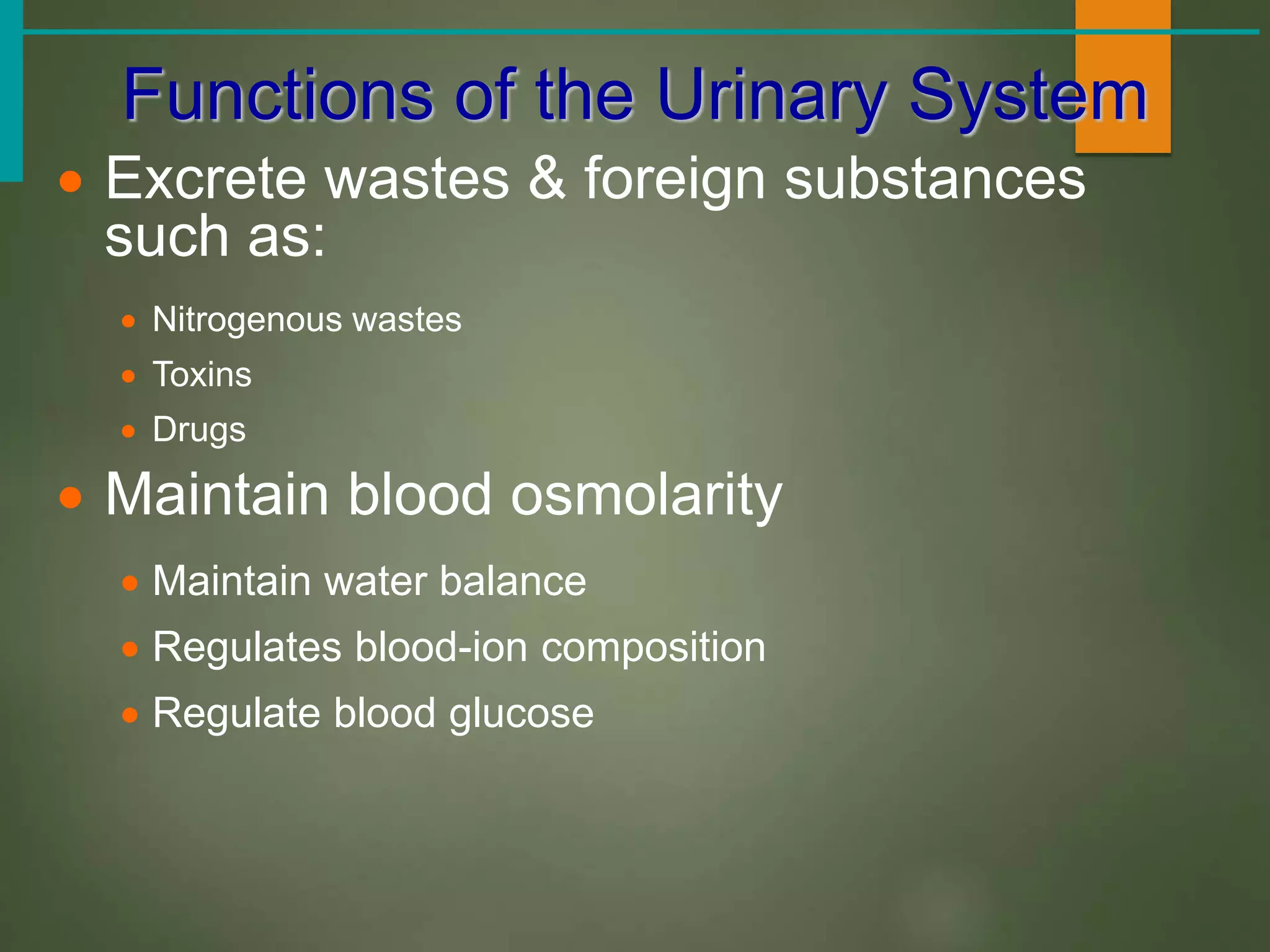 physiology renal system.ppt | Chemistry | Science
