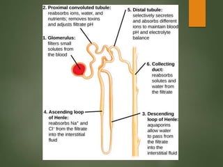 physiology renal system.ppt | Chemistry | Science