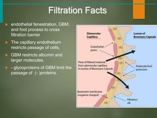 physiology renal system.ppt