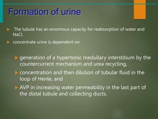 physiology renal system.ppt