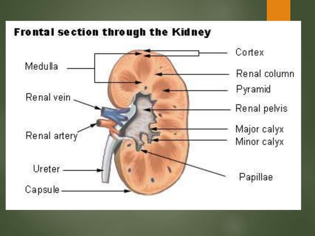 physiology renal system.ppt