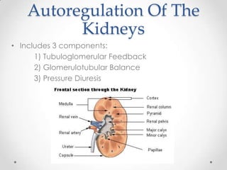 Kidney Regulation and Methods | PPTX
