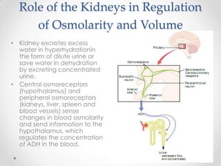Kidney Regulation and Methods | PPTX