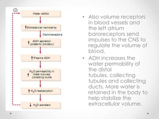 Kidney Regulation and Methods | PPTX