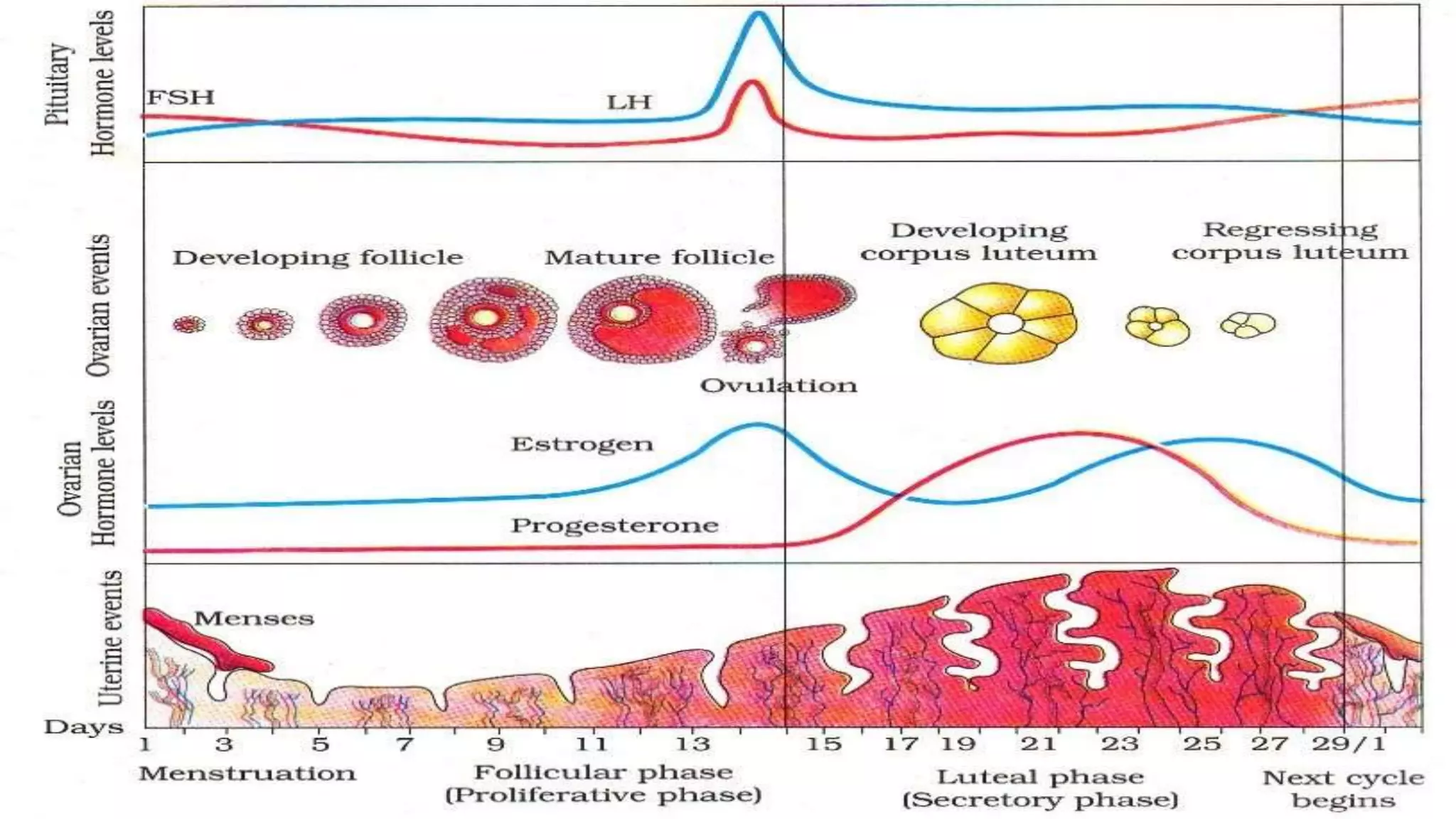 Physiology reproduction.pptx