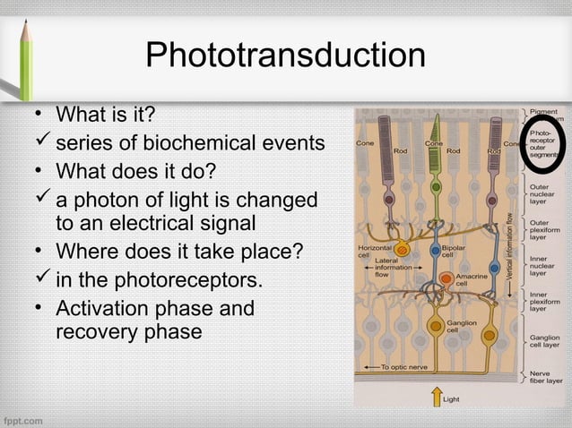 Physiology retina | PPT | Eye and Vision Conditions | Diseases and ...