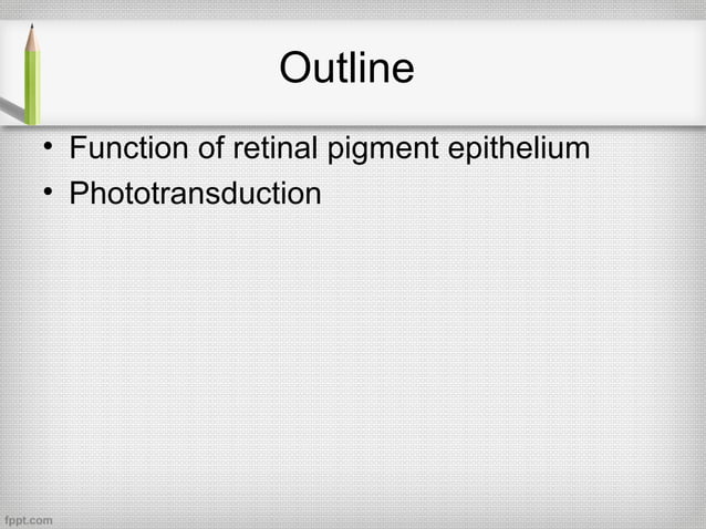 Physiology Retina