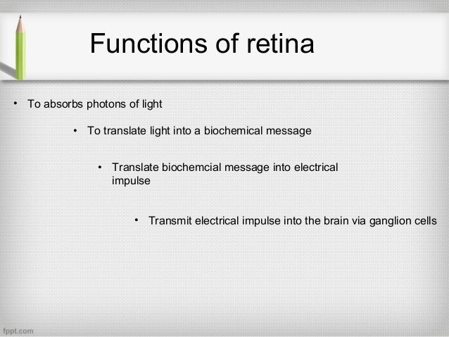 Physiology retina