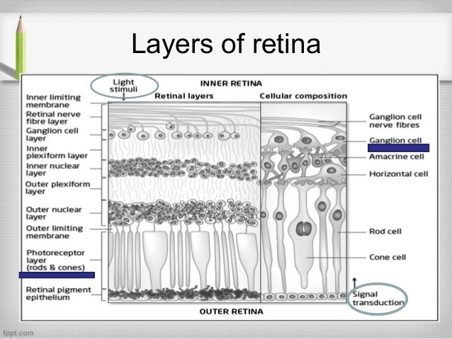 Physiology retina