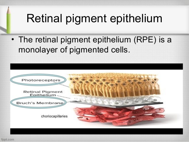 Physiology retina