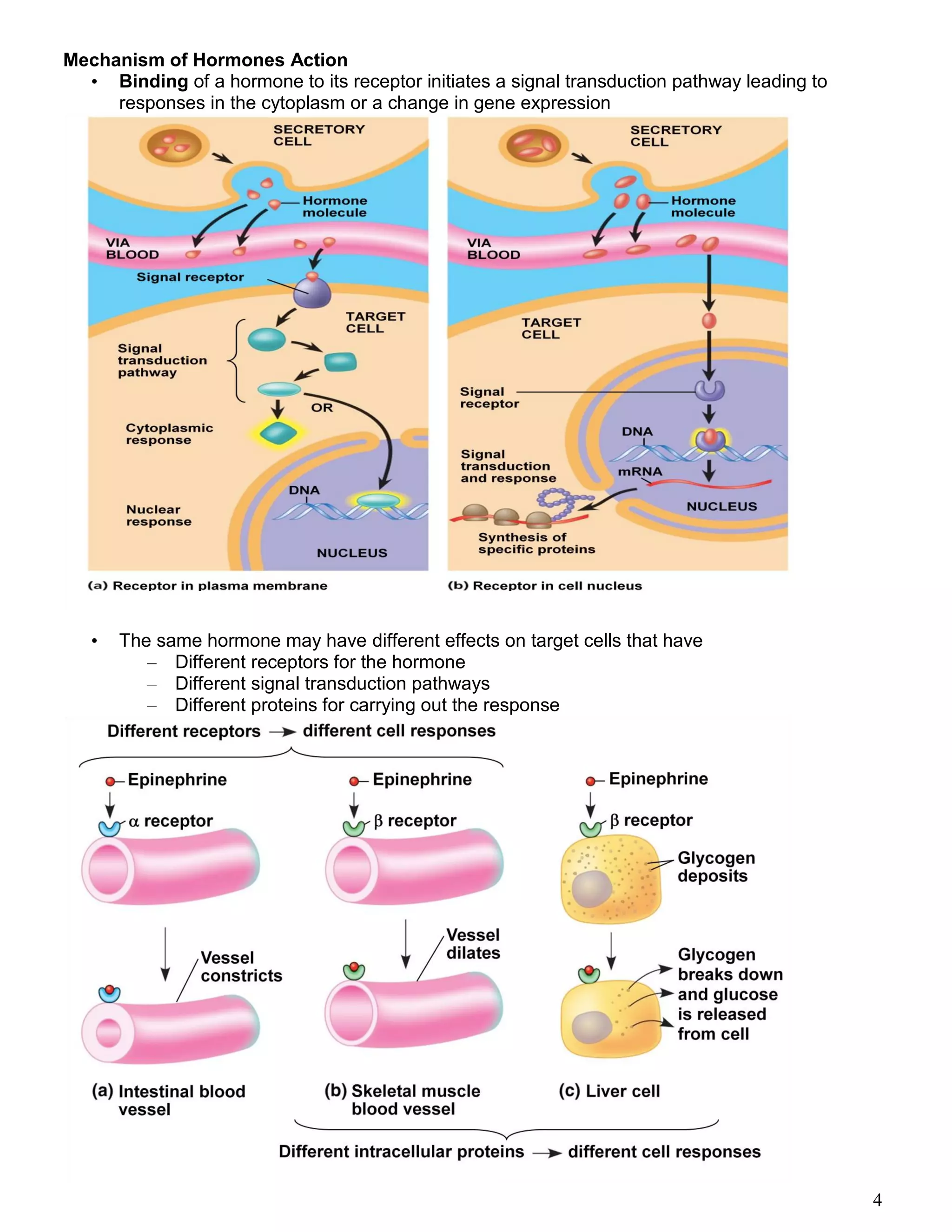 Hormones/Glands of the Body by sami | PDF | Endocrine and Metabolic ...