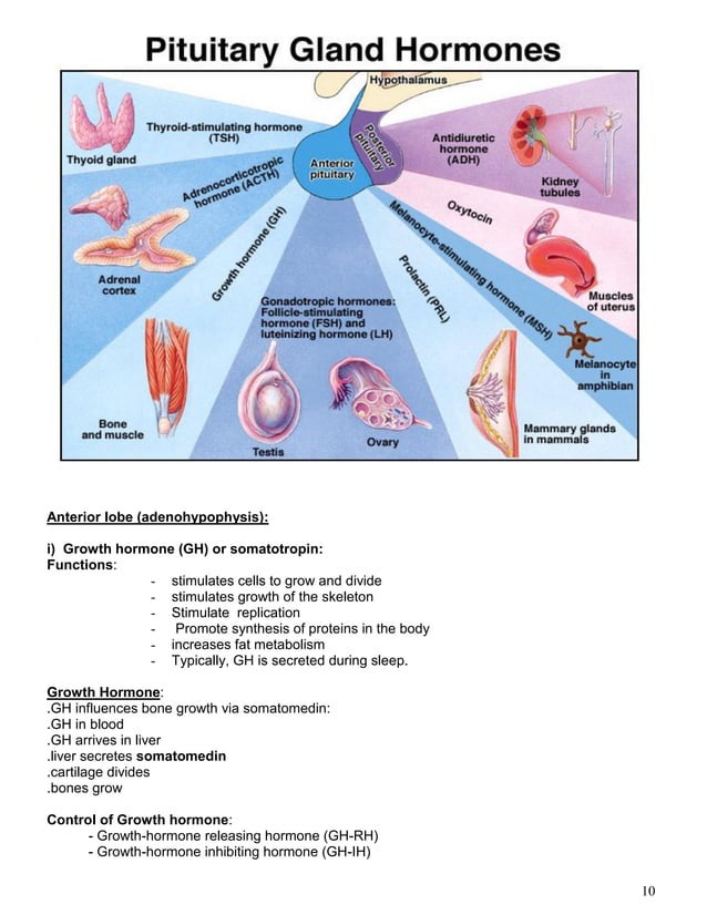 Hormones/Glands of the Body by sami | PDF | Endocrine and Metabolic ...