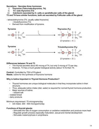 Hormones/Glands of the Body by sami | PDF