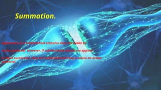 Properties of nerve fibres | PPT