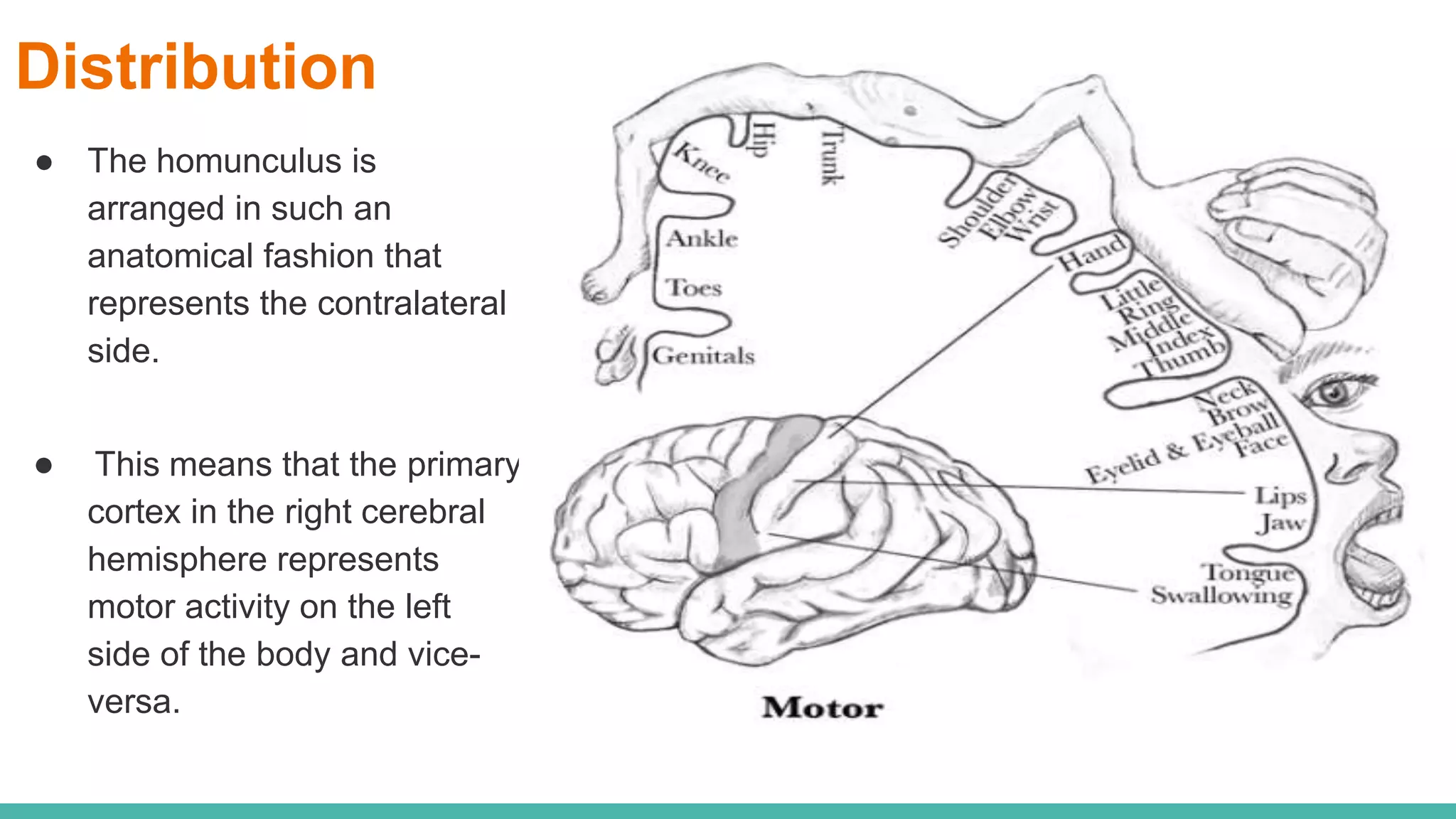 MBBS level motor homunculus | PPTX