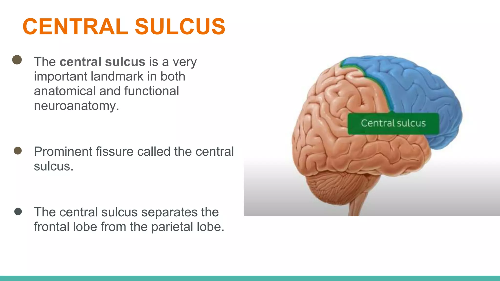 MBBS level motor homunculus | PPTX
