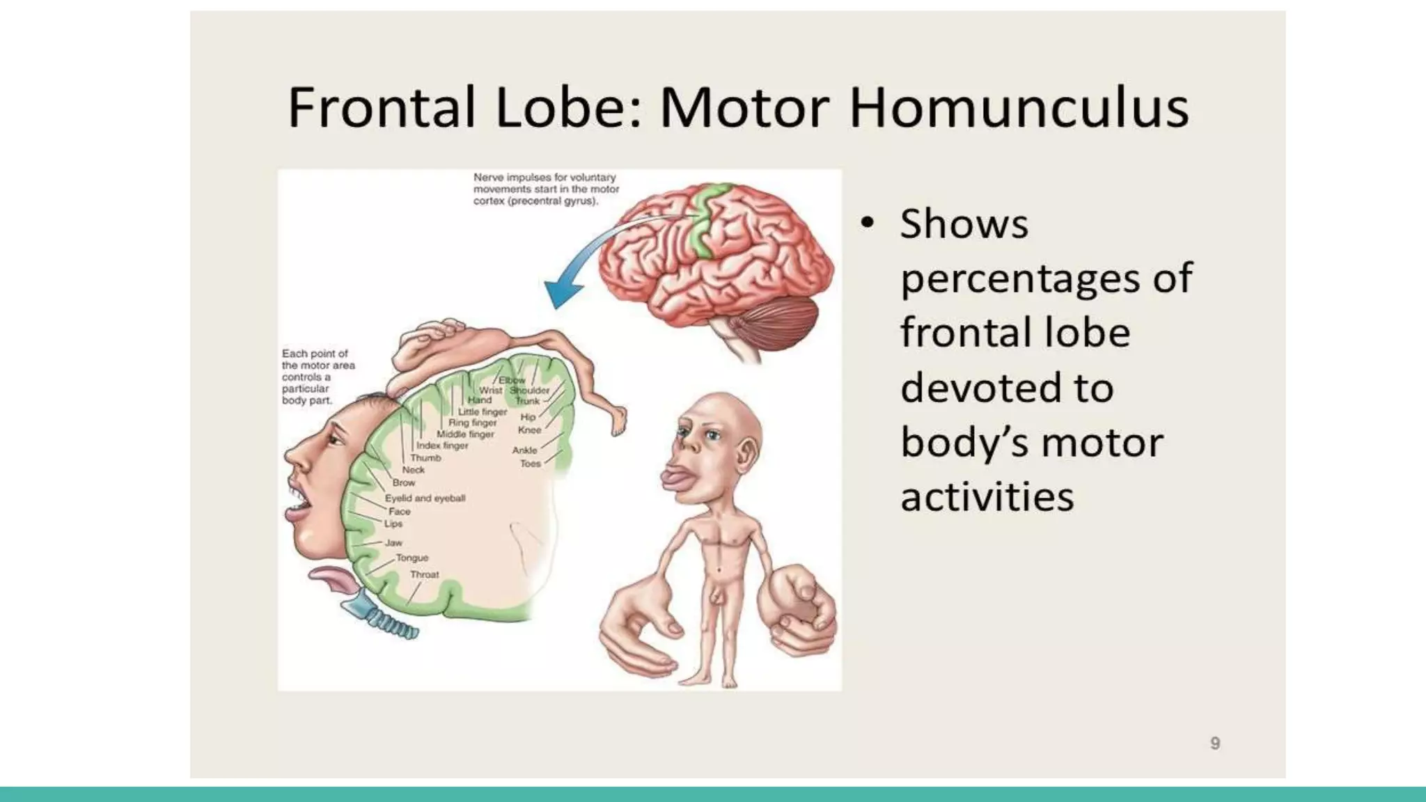 MBBS level motor homunculus | PPTX