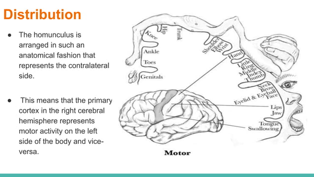 MBBS level motor homunculus | PPTX