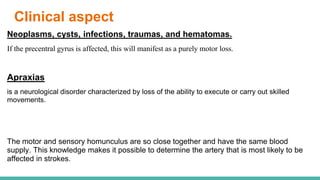 MBBS level motor homunculus | PPTX
