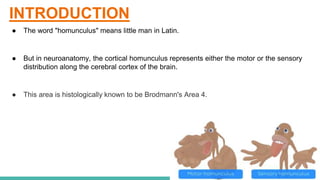 MBBS level motor homunculus | PPTX