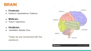 MBBS level motor homunculus | PPTX