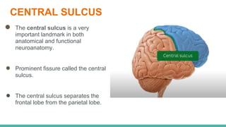 MBBS level motor homunculus | PPTX