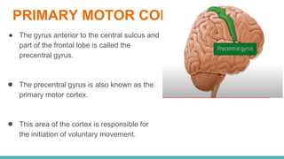 MBBS level motor homunculus | PPTX