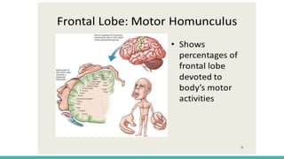MBBS level motor homunculus | PPTX