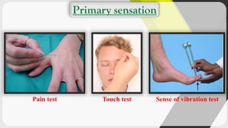 Physiology (sensory examination tests)