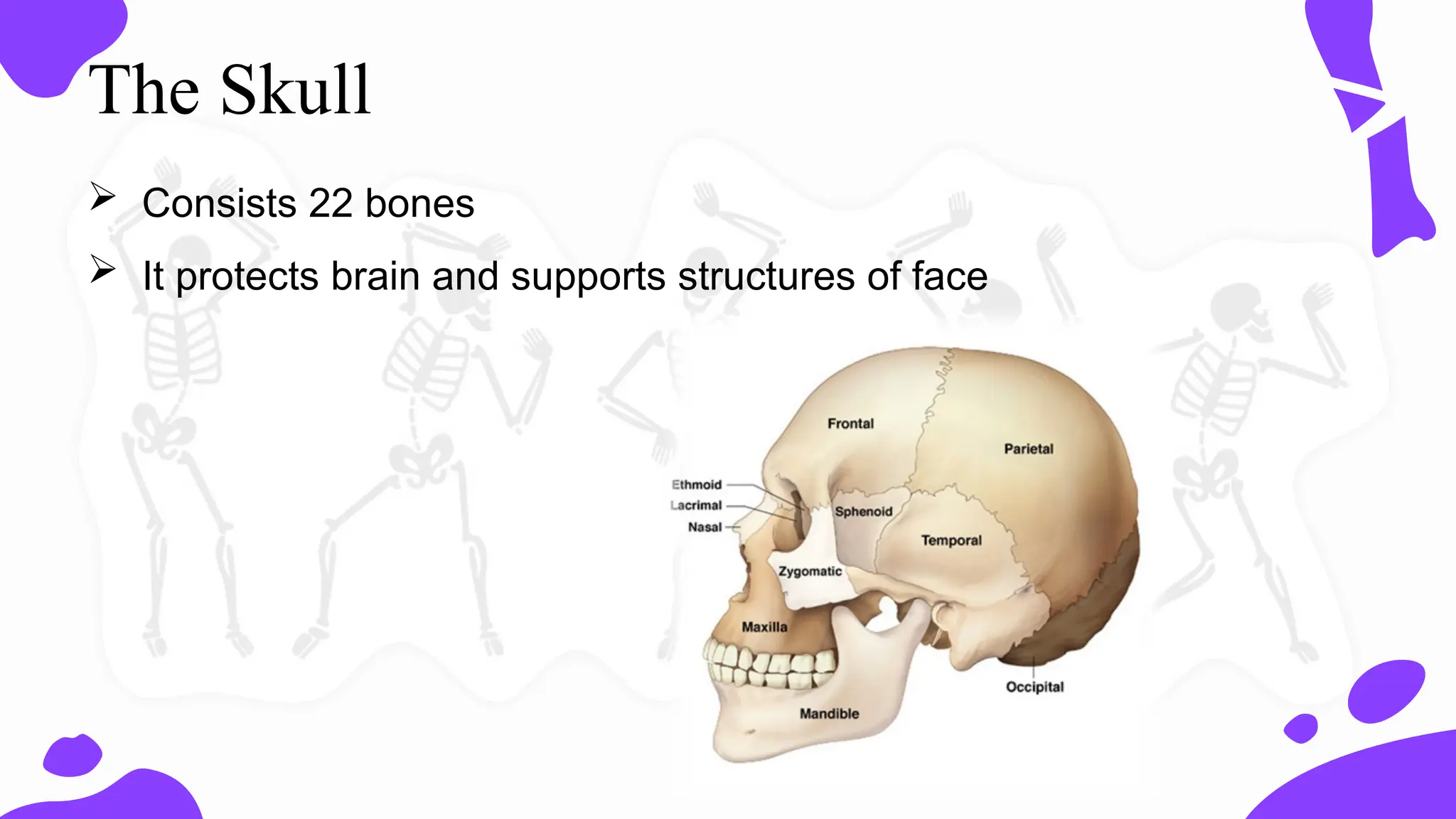 physiology skeletal system introduction fuction | PPT