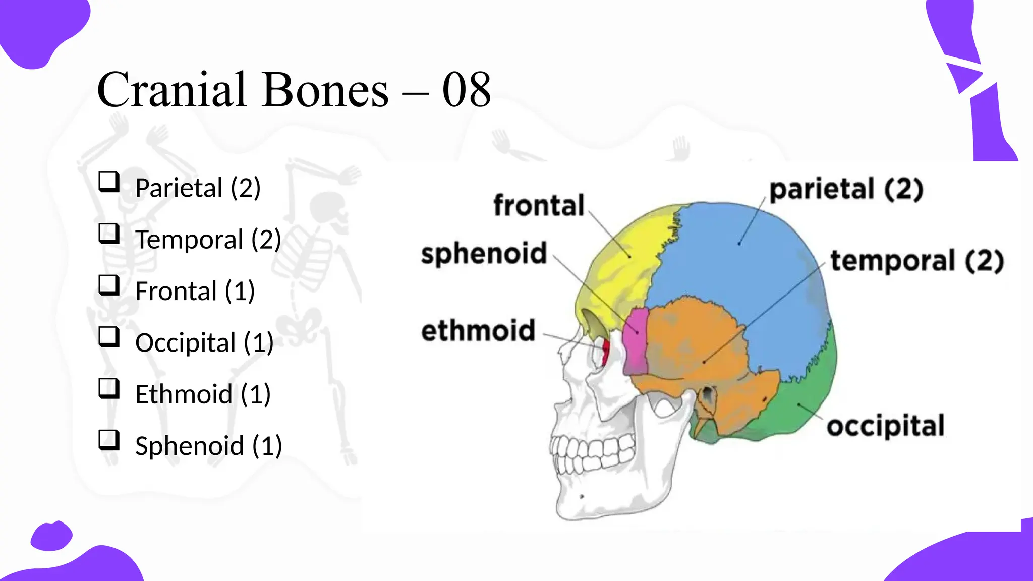 physiology skeletal system introduction fuction | PPT