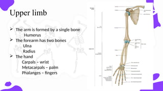 physiology skeletal system introduction fuction | PPTX
