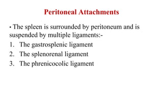 Physiology of Spleen for Medical Students .pptx