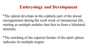 Physiology of Spleen for Medical Students .pptx
