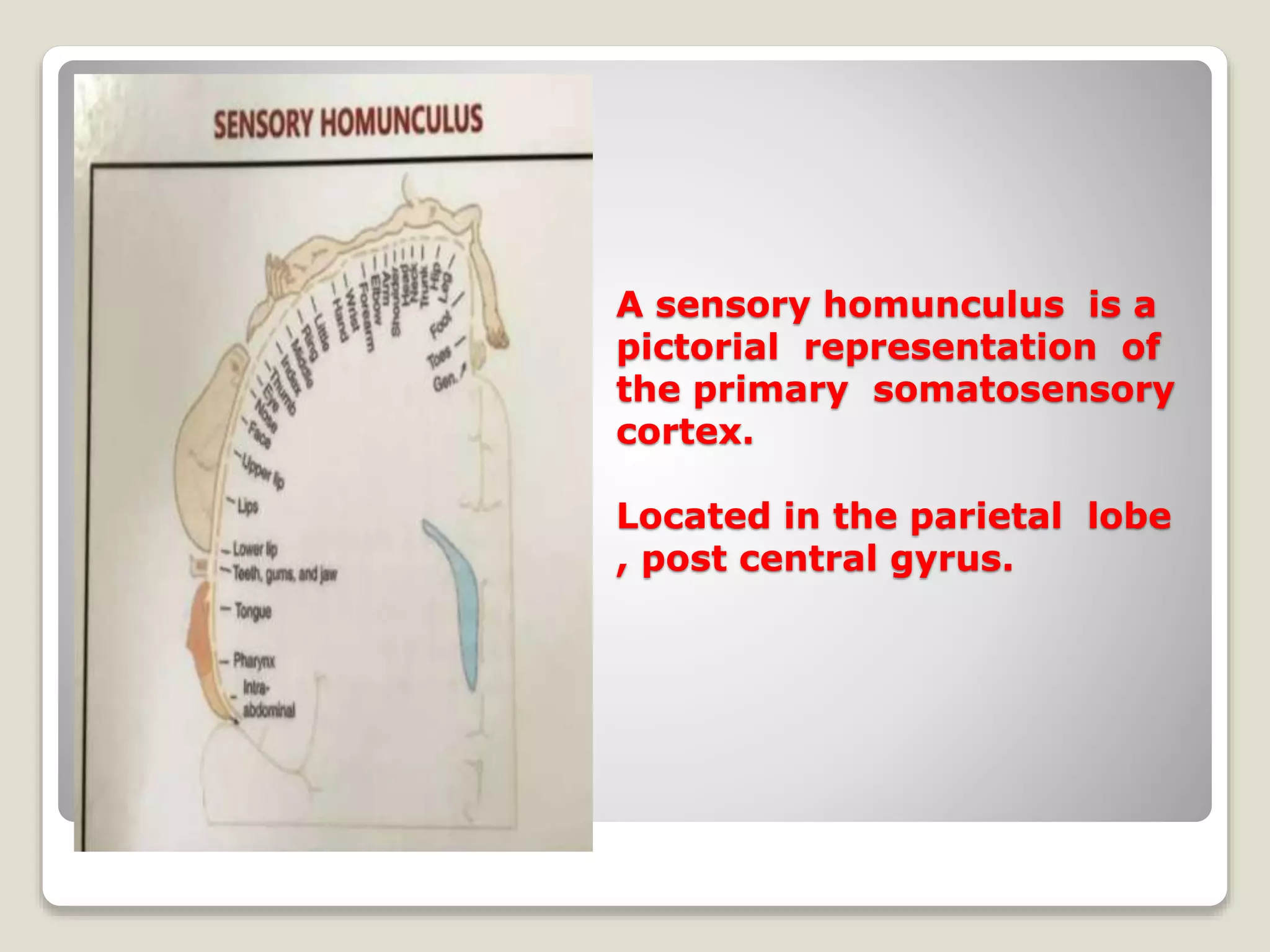 Physiology spotters | PPTX