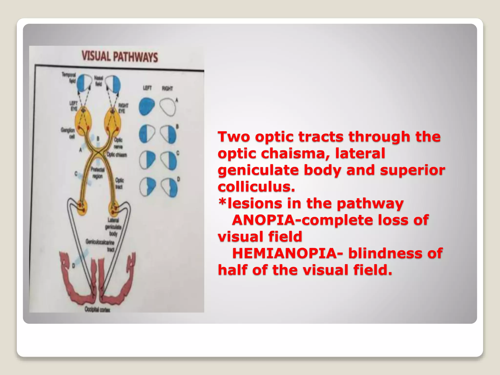 Physiology spotters | PPTX