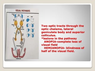 Physiology spotters | PPTX