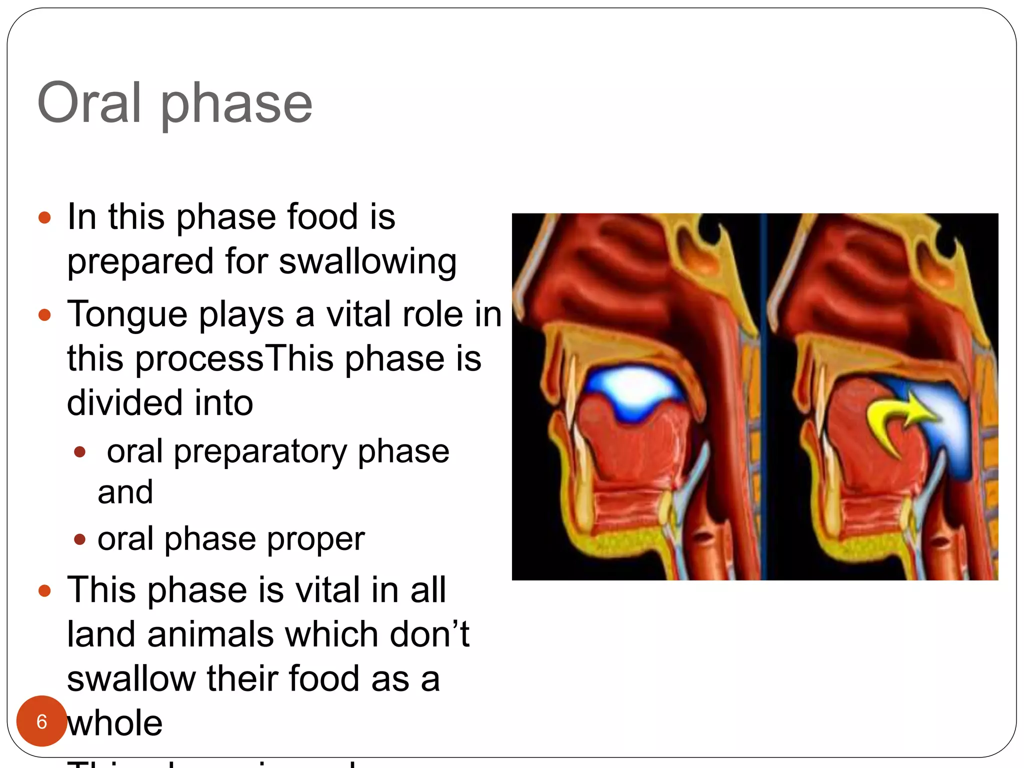 Physiology swallowing & functional investigations of upper git | PPTX