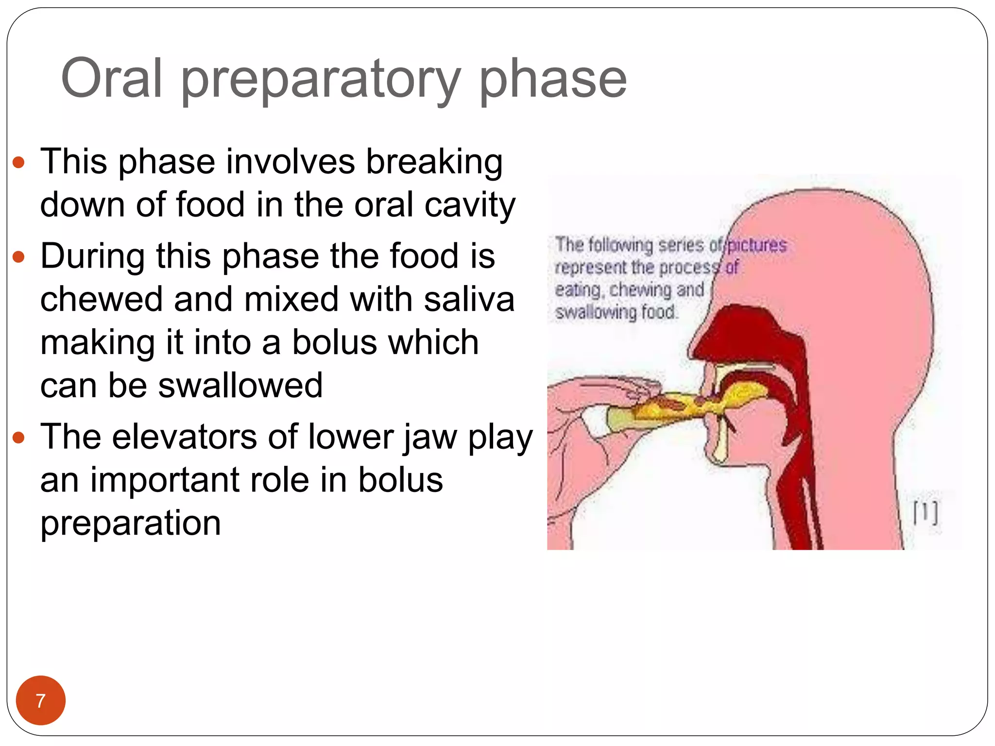 Physiology swallowing & functional investigations of upper git | PPTX