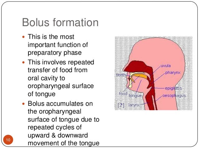 Physiology swallowing & functional investigations of upper git