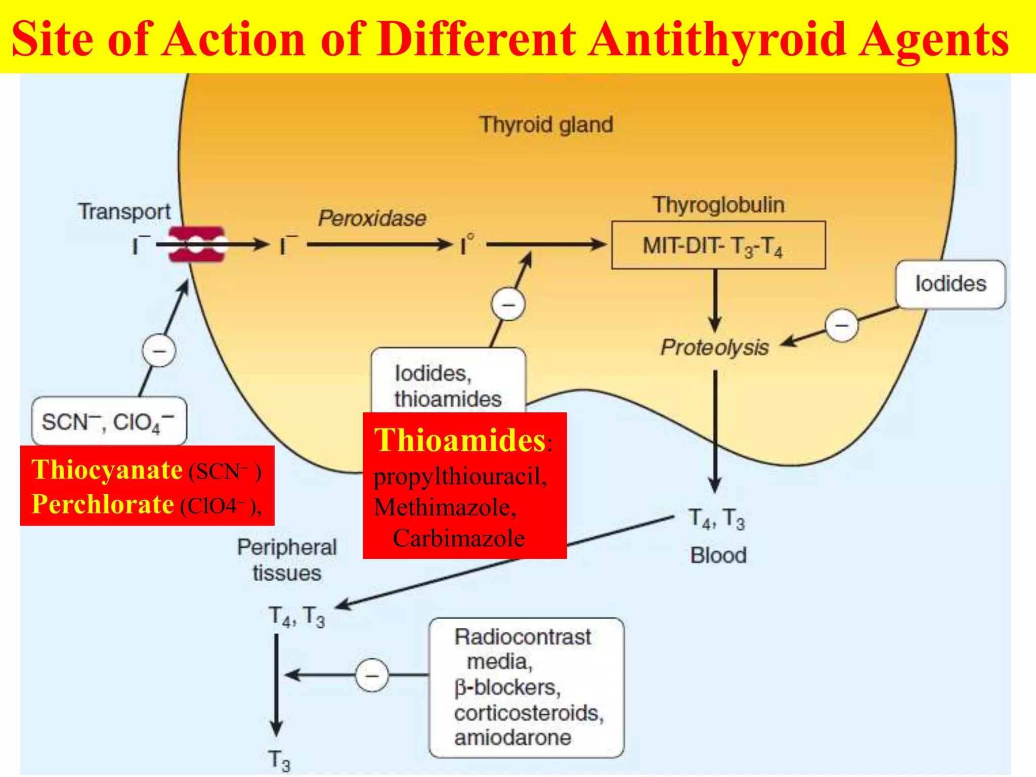 Physiology thyroid hormone | PPTX