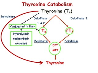 Physiology thyroid hormone | PPTX