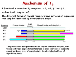 Physiology thyroid hormone | PPTX