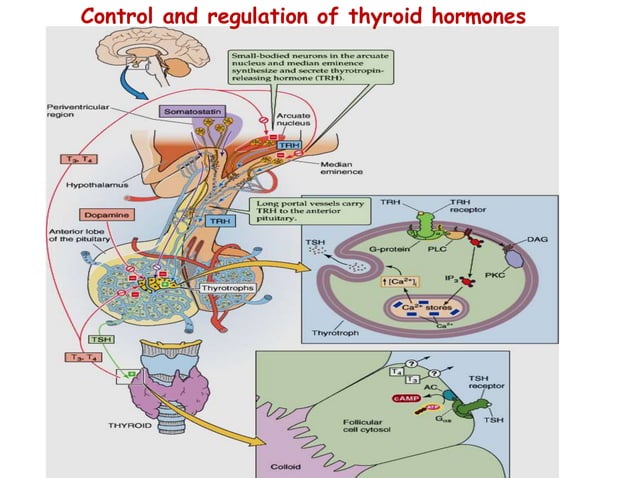 Physiology thyroid hormone | PPT