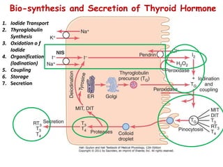 Physiology thyroid hormone | PPTX