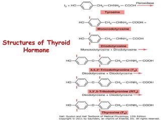 Physiology thyroid hormone | PPTX