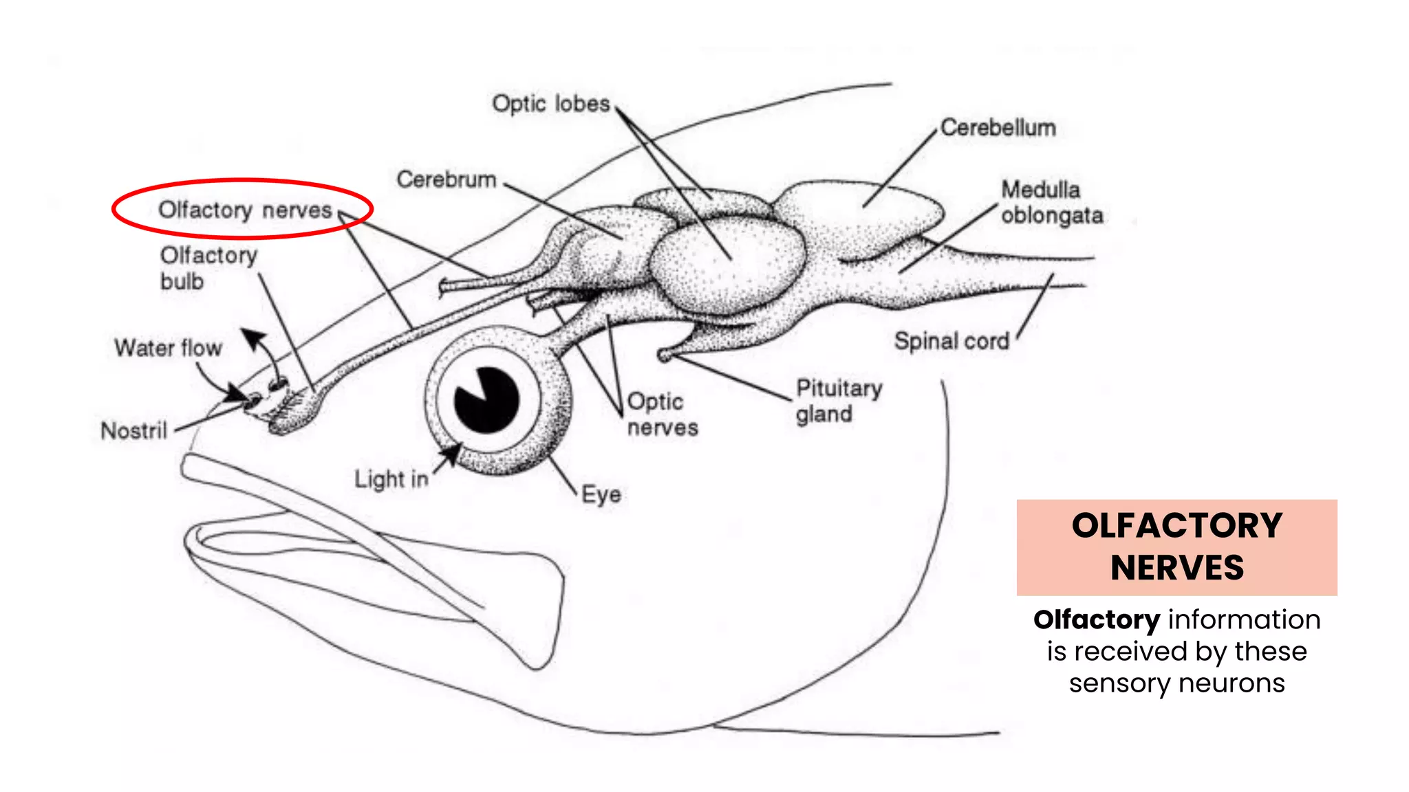 FISH NERVOUS SYTEM.pdf | Brain and Nervous System Disorders | Diseases ...