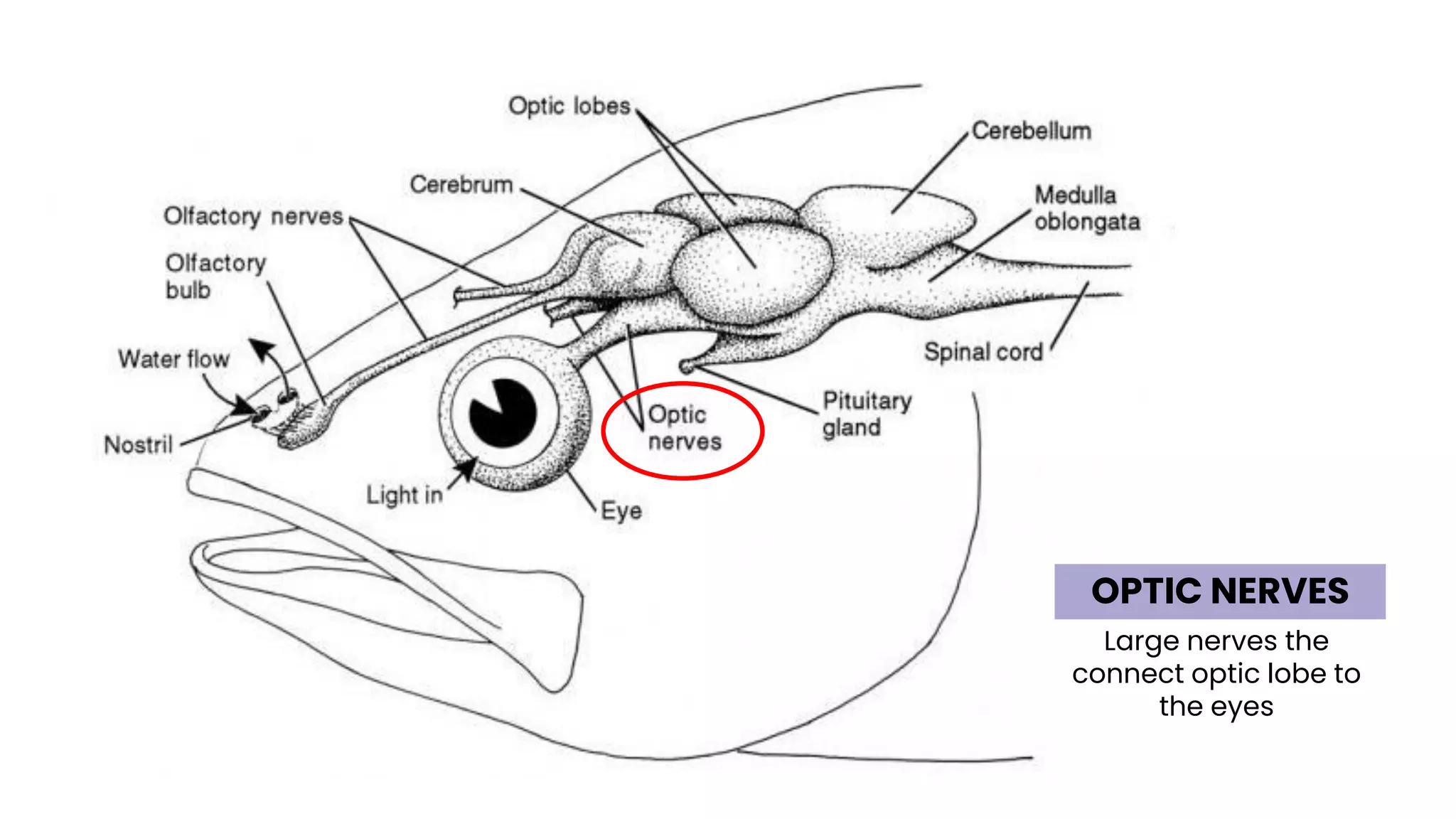 FISH NERVOUS SYTEM.pdf
