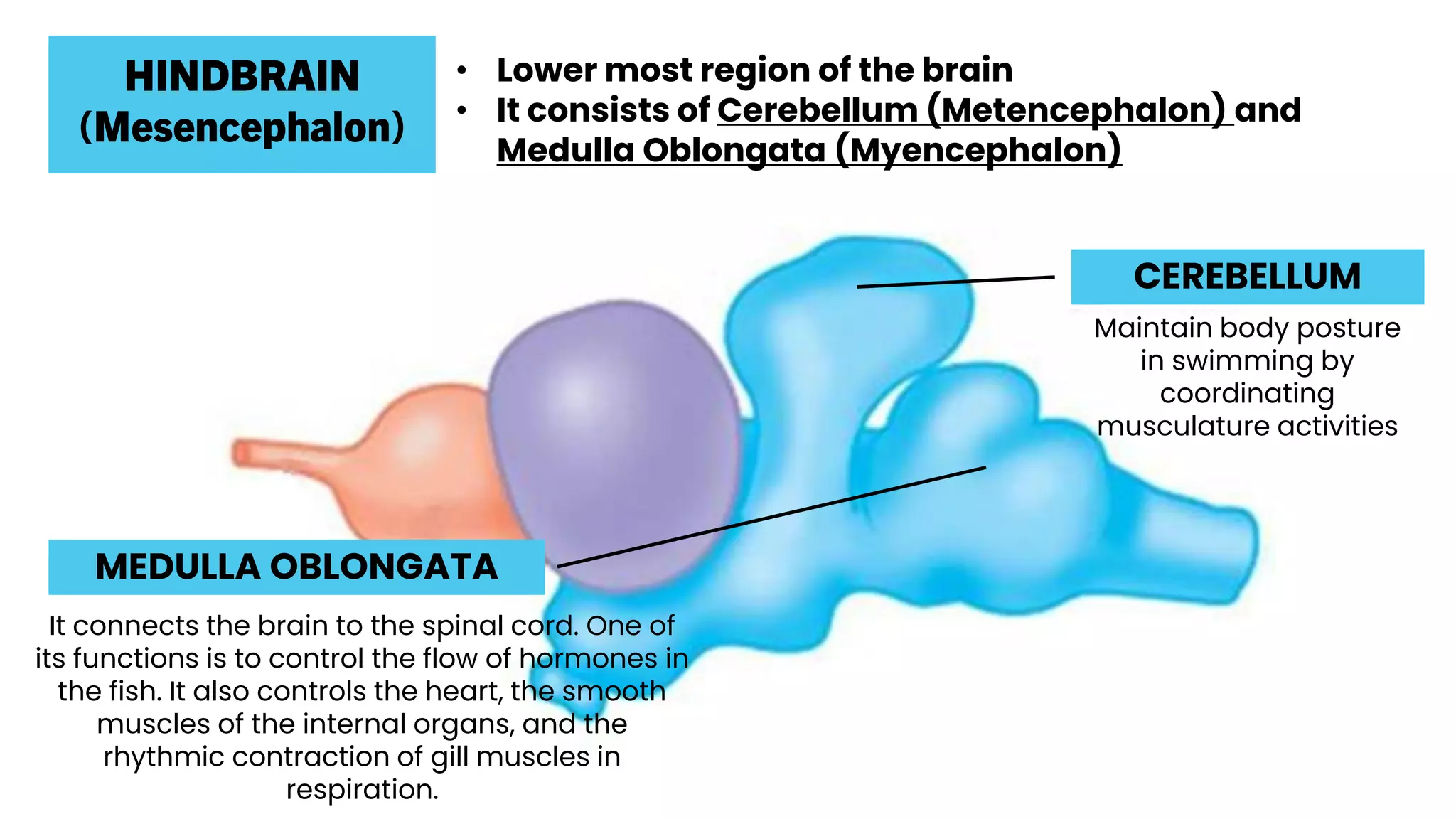 FISH NERVOUS SYTEM.pdf | Brain and Nervous System Disorders | Diseases ...