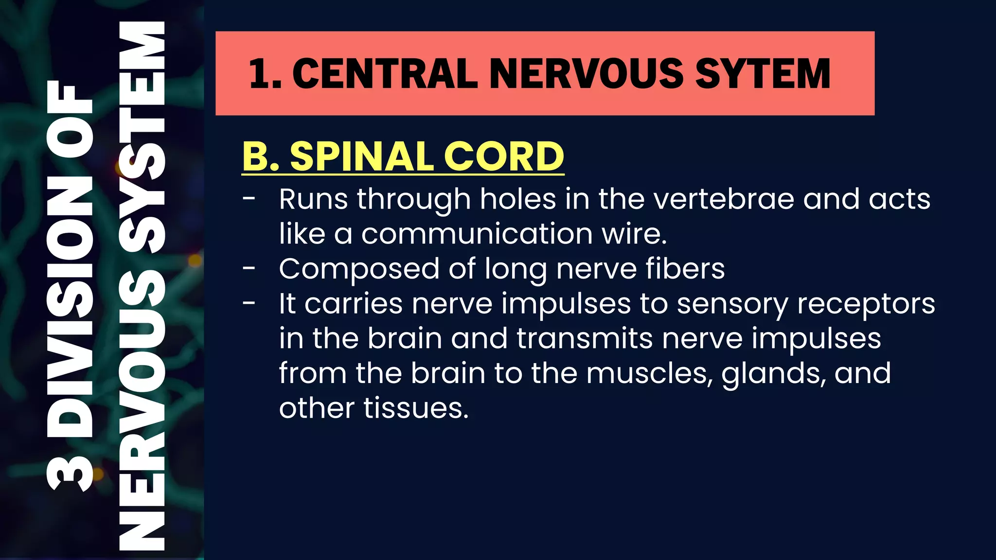 FISH NERVOUS SYTEM.pdf